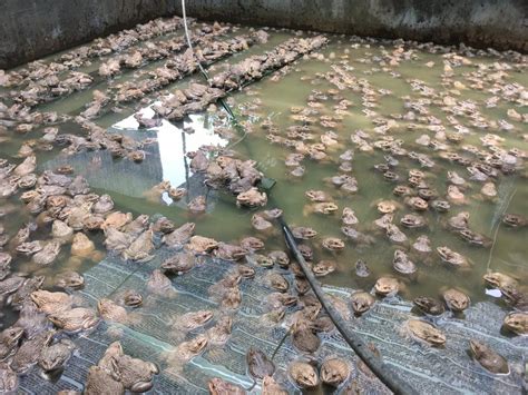 Nuôi ếch Trong Bể Xi Măng Và Những điểm Cần Lưu ý Nông Nghiệp