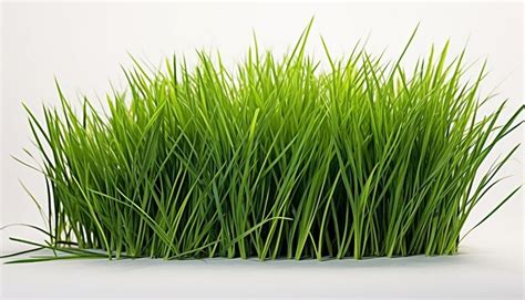 Grass Isolated On White Background Premium Ai Generated Image