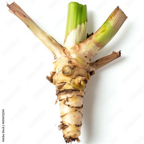 The Knobby Brown Surface Of The Iris Root Is Covered In Small Fibrous