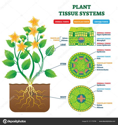 Plant Tissue Systems Vector Illustration Labeled Biology Structure Scheme Stock Vector By