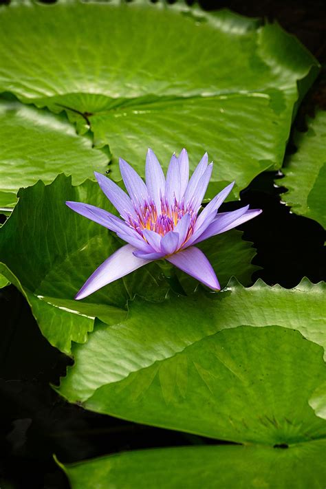 Lilly Pad