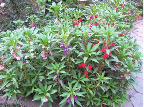 凤仙花 北方园林植物图鉴及应用