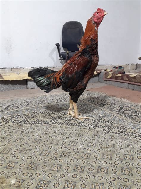 فروش خروس لاری اصیل آماده میدان