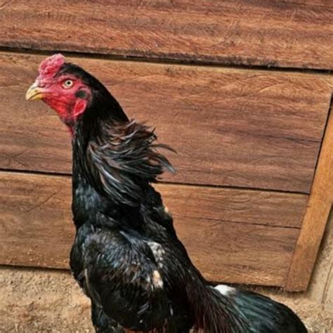 Futorogalista Youtube