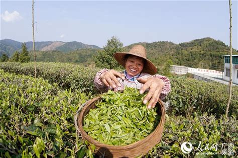 广西凌云白毫春茶进入采摘期 国际在线