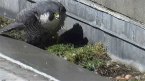 Rare Falcons Nest Spotted In Downtown Dc Nbc4 Washington