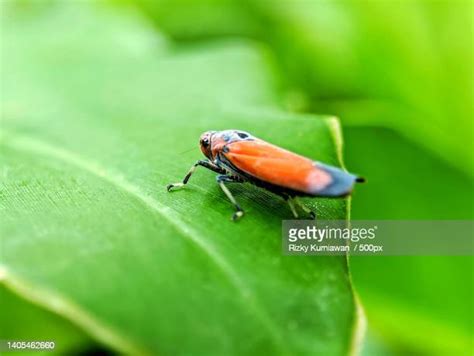 Green Leaf Hopper Photos And Premium High Res Pictures Getty Images