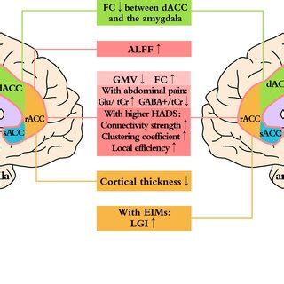 The Anterior Cingulate Cortex ACC Undergoes Longterm Potentiation By Download Scientific