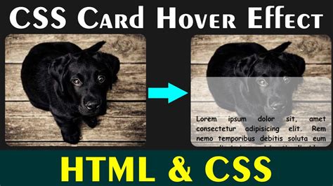 How To Create Cards Design Using Html And Css Youtube