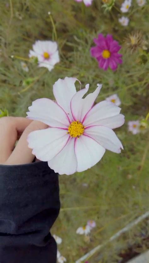 Gambar Pegang Bunga 56 Koleksi Gambar