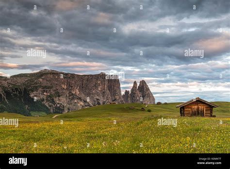 Alpe Di Siusi Seiser Alm Dolomites South Tyrol Italy Meadow Full Of