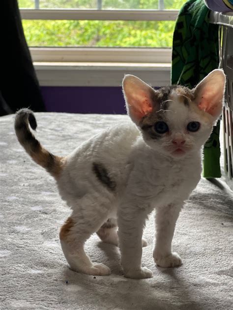 Registered Devon Rex Cats And Kittens For Rehoming City Of Halifax