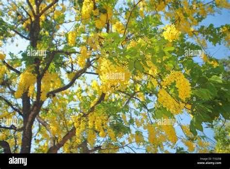 Cassia Tree Varieties