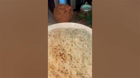 سبزی چلو Youtube