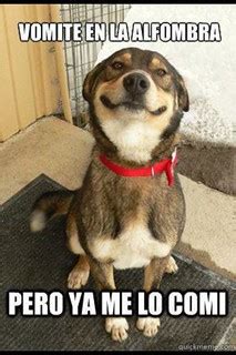 Perro Meme Haromx Flickr
