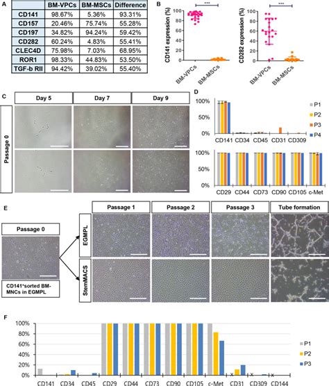 Identification Of Cd141vasculogenic Precursor Cells From Human Bone