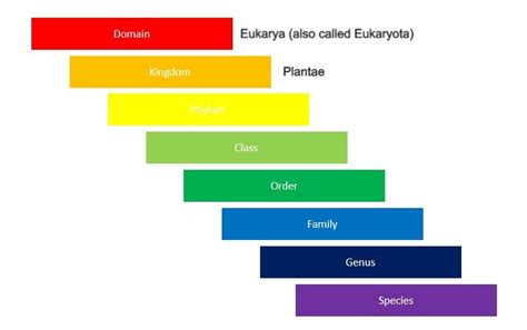 Introduction To Plant Taxonomy Part 1 Domain