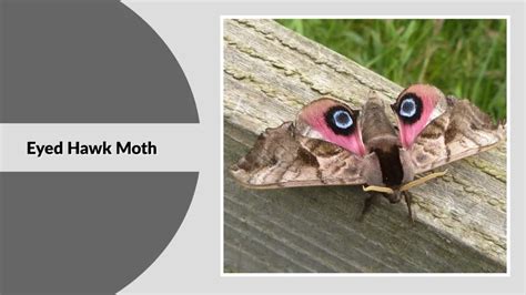 23 Types Of Hawk Moth Identification With Pictures
