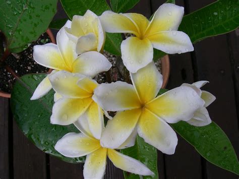 ハワイの花図鑑 Frangipani Flower Garden Hawaii Gardens Flowers Plants