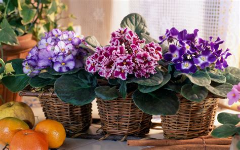 Are African Violet Plants Toxic To Cats At Maggie Joshua Blog