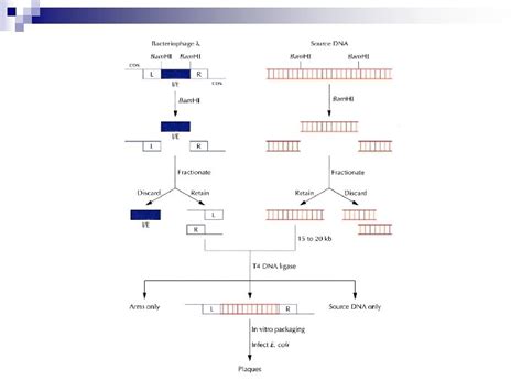 Cloning Dna Sequences That Encode Eukaryotic Protein N