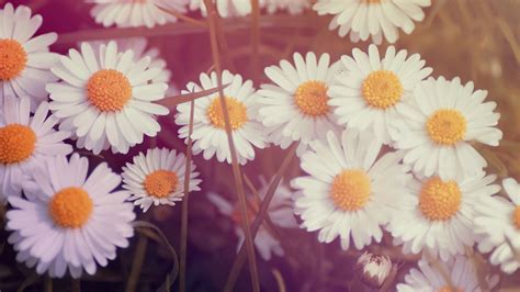 Daisy Wallpapers Hd Pixelstalk Net