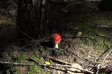 Fly Amanita Or Fly Agaric White Spotted Mushroom Red Photo Background