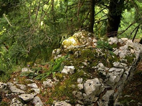 BOTANY cz RAMONDA SERBICA Pančić