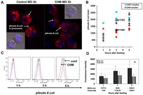 Levels Of Lysosomal Acidification And Proteolytic Degradation In