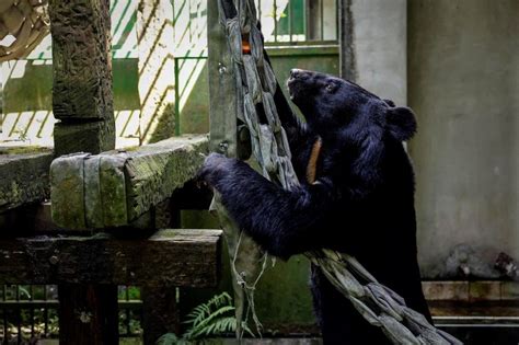 Taiwanese Hunters Conservationists Join Forces To Protect Formosan