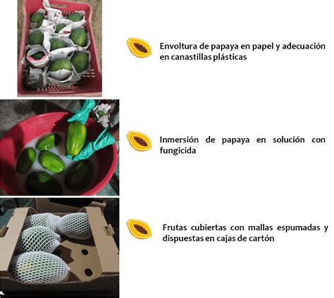 Antracnosis De La Papaya Libros Y Manuales De Agronomia