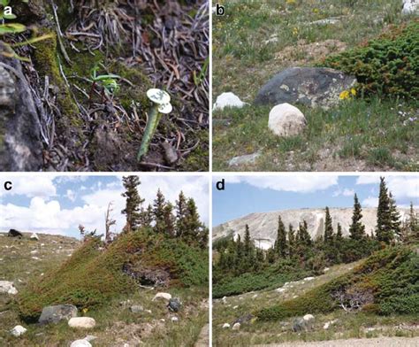 Developmental Chronology Of New Subalpine Forest Formation At A Higher