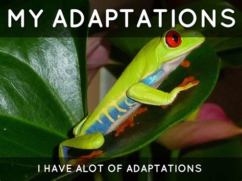 Red Eyed Tree Frog By Griffen Tschopp By Kathleen