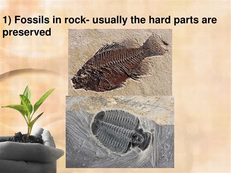 Ppt Sci 3 4 Looking At Fossils Page 68 72 Powerpoint Presentation Free Download Id 80079