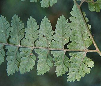 ナンゴクナライシダ Arachniodes miqueliana オシダ科 Dryopteridaceae カナワラビ属 三河の植物観察