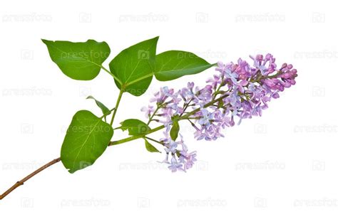 Фотография на тему Соцветие сирени на белом фоне Pressfoto