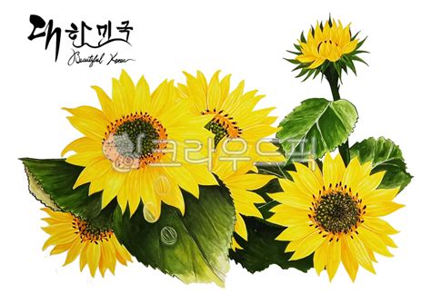 해바라기그림 돈들어오는그림 돈들어오는사진 해바라기꽃 대한민국 사진이미지일러스트캘리그라피 태극기 디자인 금강작가