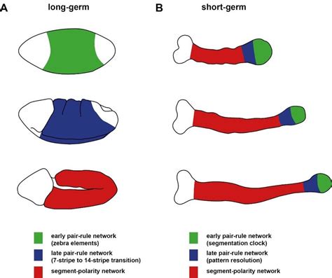 Proposed Regulatory Homology Between Phases Of Segmentation Gene