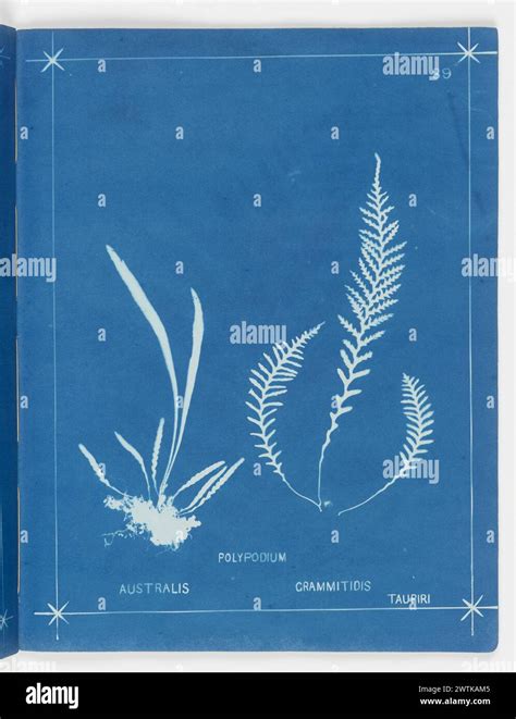 Polypodium Australis P Grammitidis Taupiri From The Album New
