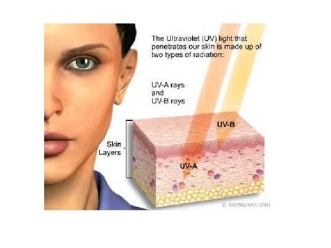 Integument Ressetar Epidermis Dermis Stratum Corneum Stratum Granulosum