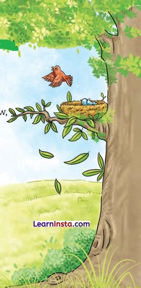 What A Bird Thought Class 6 Summary In English