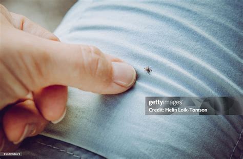 Annoying Dangerous Tick Bug On Persons Trousers Finger Pointing At It