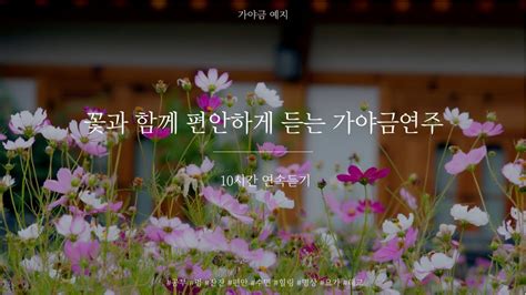 10시간🌷꽃과 함께 잔잔한 가야금 연주 10시간 연속듣기🌈 Asmr ⎮중간광고없음⎮수면유도 새소리 편안 집중 공부 힐링 휴식