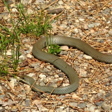 Coluber Constrictor Etheridgei Facts Diet Habitat And Pictures On