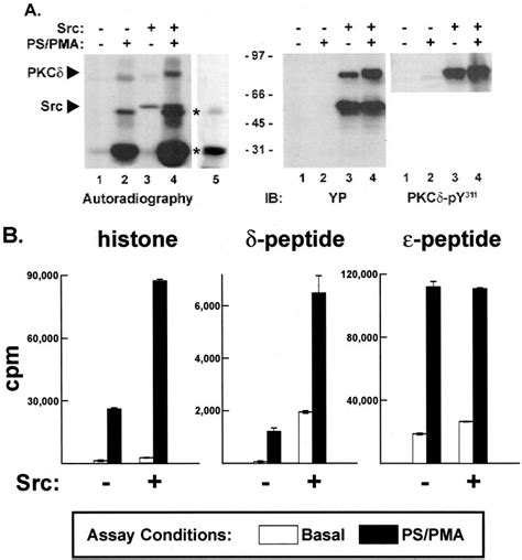 Src Dependent Phosphorylation Increases The Kinase Activity Of