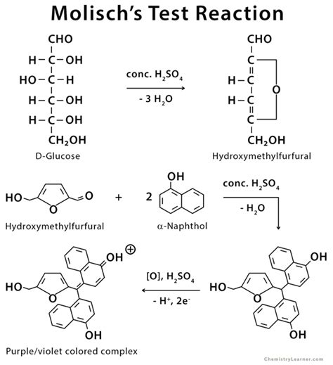 Molisch S Test Definition Reaction Reagent And Procedure