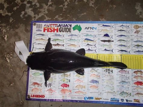 Want To Buy Salmon Tail Catfish