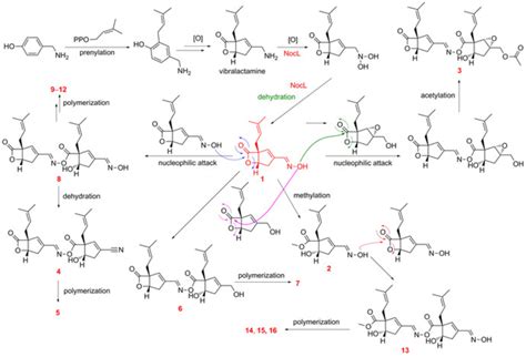 Scheme 2 Plausible Biosynthetic Pathway For Compounds 116 Download