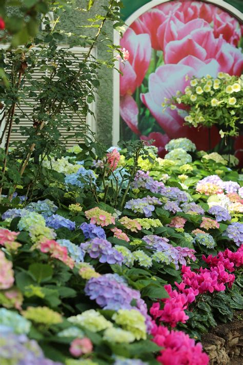 ไม้ดอกเมืองหนาวนานาพรรณในเทศกาลชมสวน “แอ่วสุขใจ I Wanna Be E ”