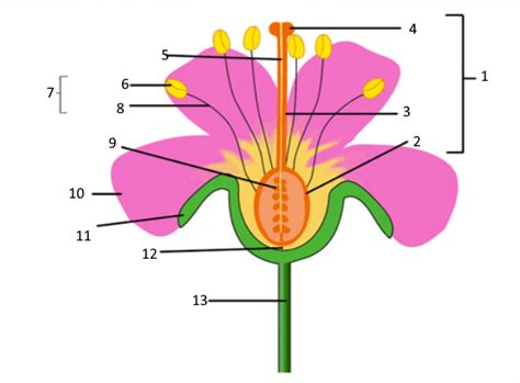 Flower Parts Diagram Quizlet